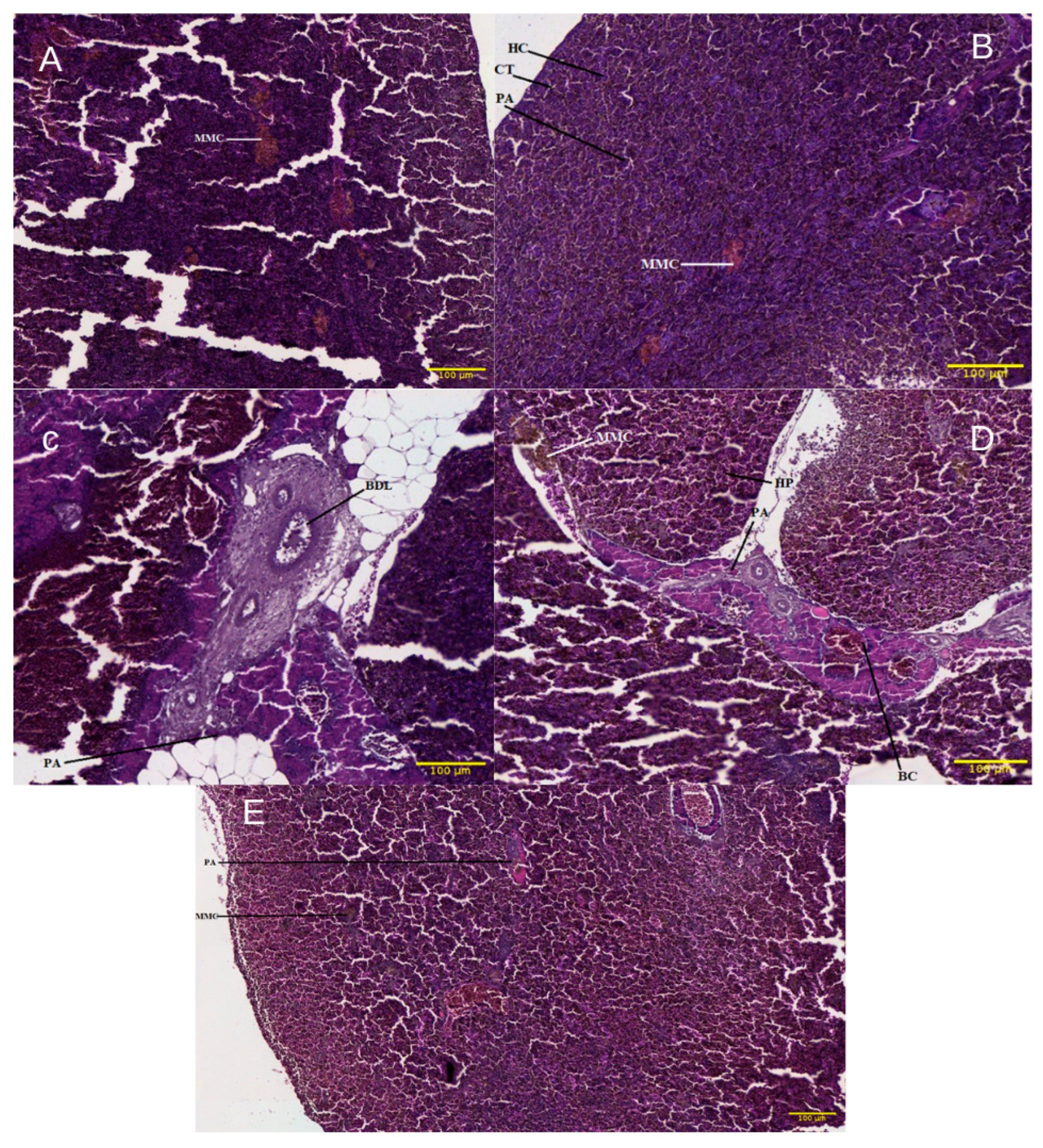 Aniseed, Thyme, and Basil Essential Oils as Functional Feed Additives ...