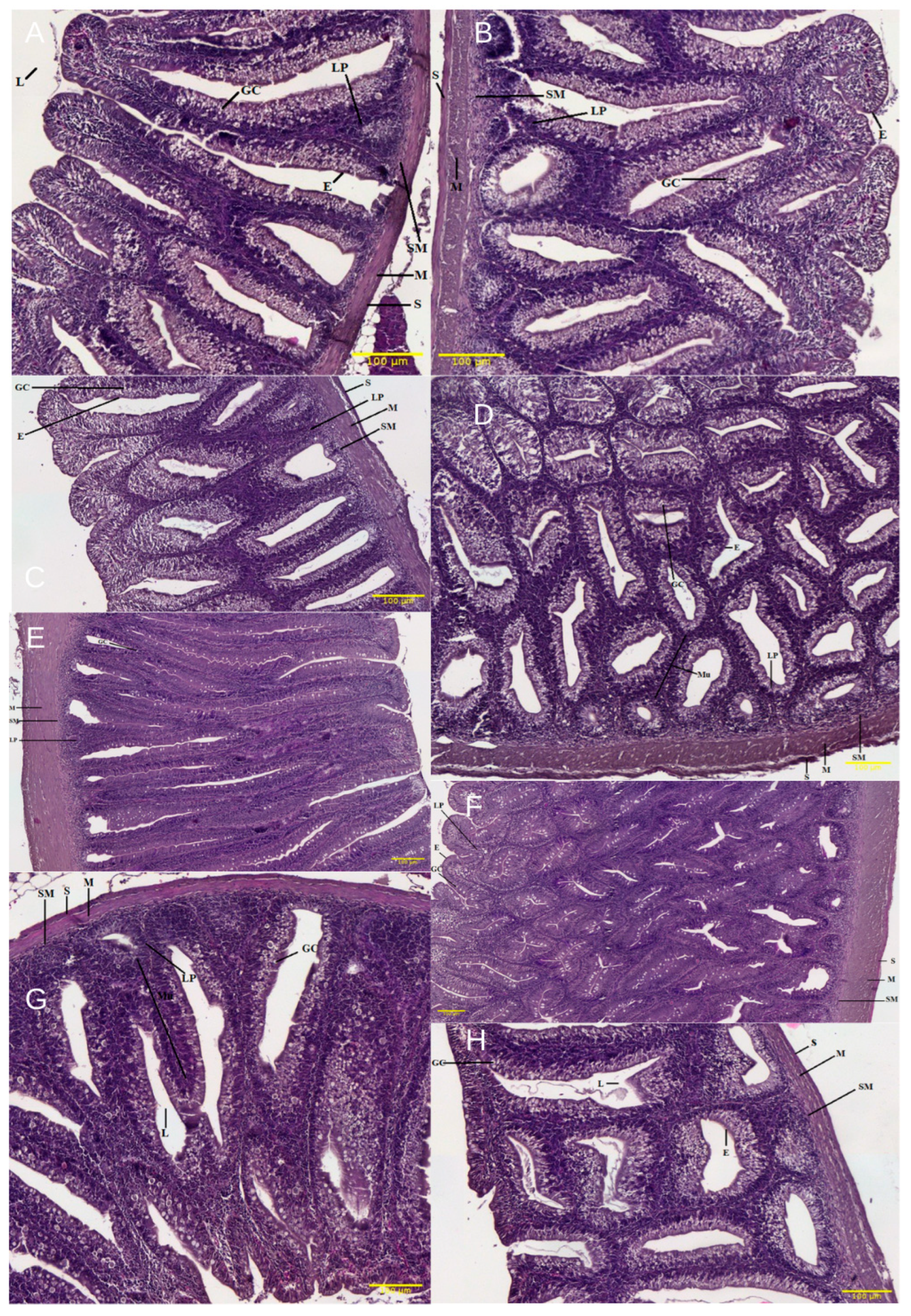 Aniseed, Thyme, and Basil Essential Oils as Functional Feed Additives ...