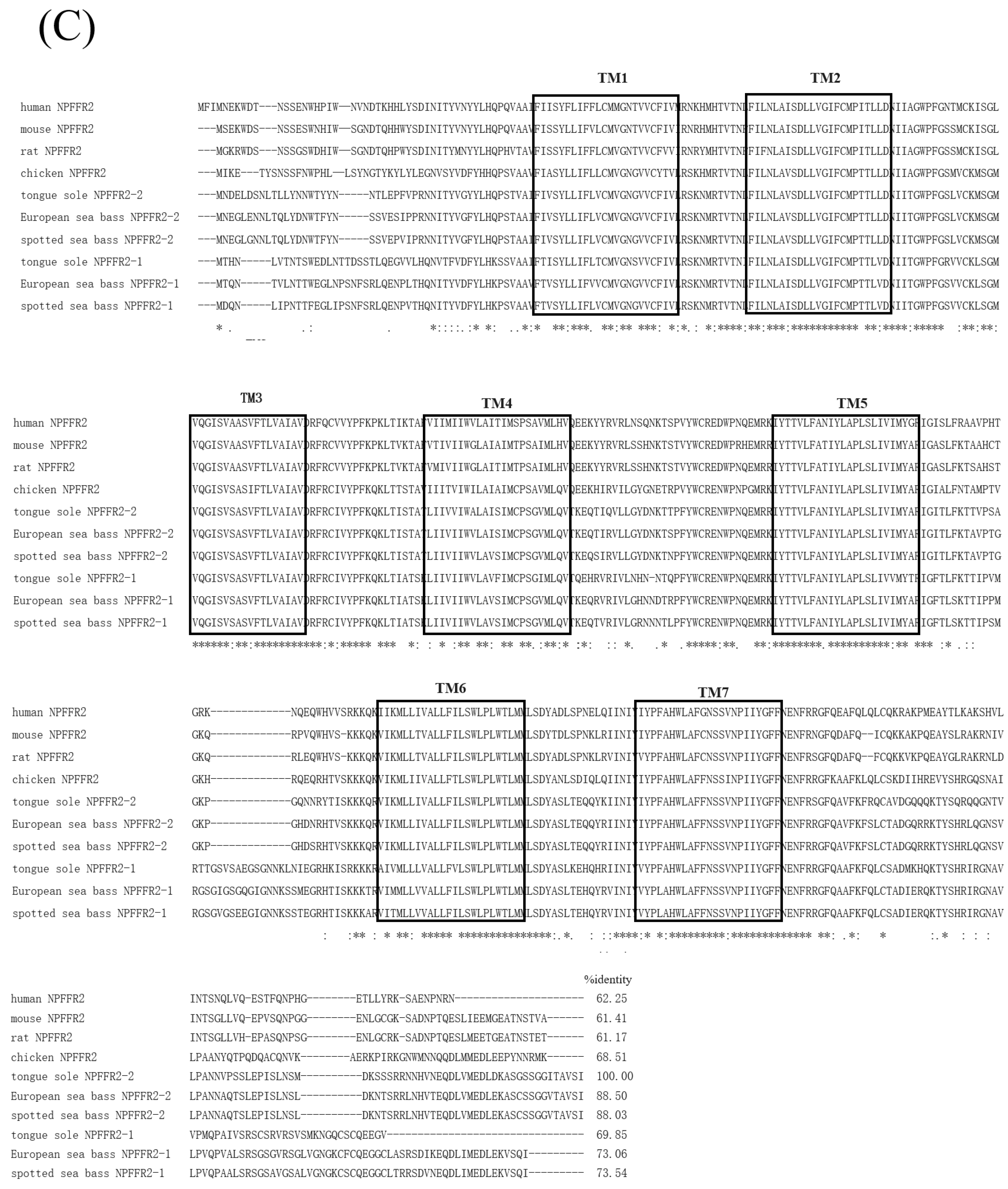Differential Activation of Their Cognate Receptors by NPFF and GnIH ...