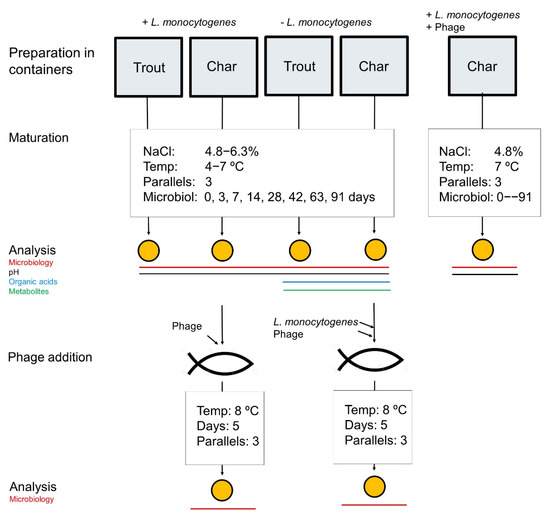 Growth Behavior of Listeria monocytogenes in a Traditional Norwegian ...