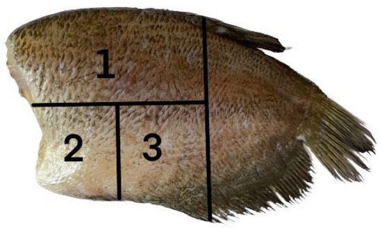 Improving the Quality of Frozen Fillets of Semi-Dried Gourami Fish ...