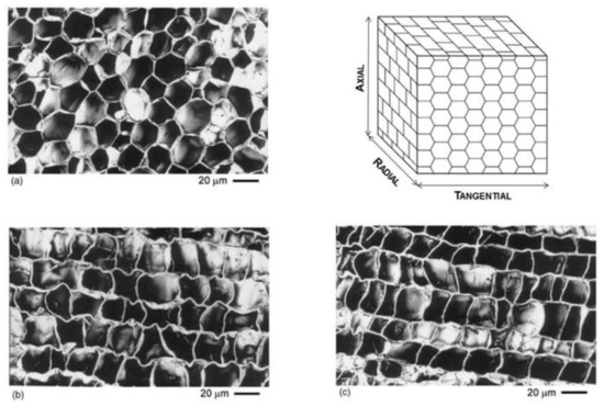 Cork, a Natural Choice to Wine?