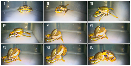 Evaluation of the Feasibility of Harvest Optimisation of Soft-Shell Mud ...