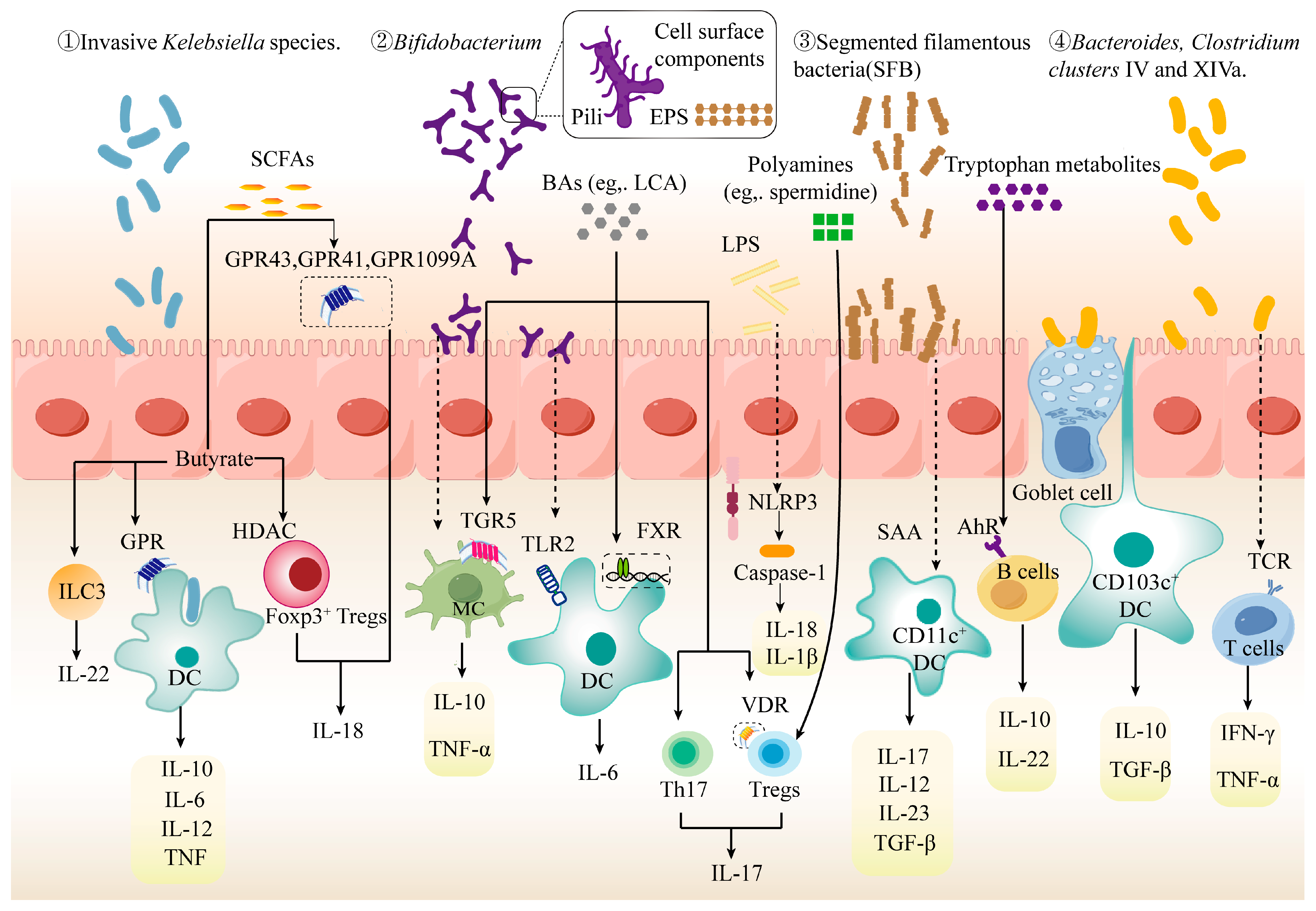 Crosstalk Among Gut Microbiota, Microbial Metabolites, and Inflammatory ...