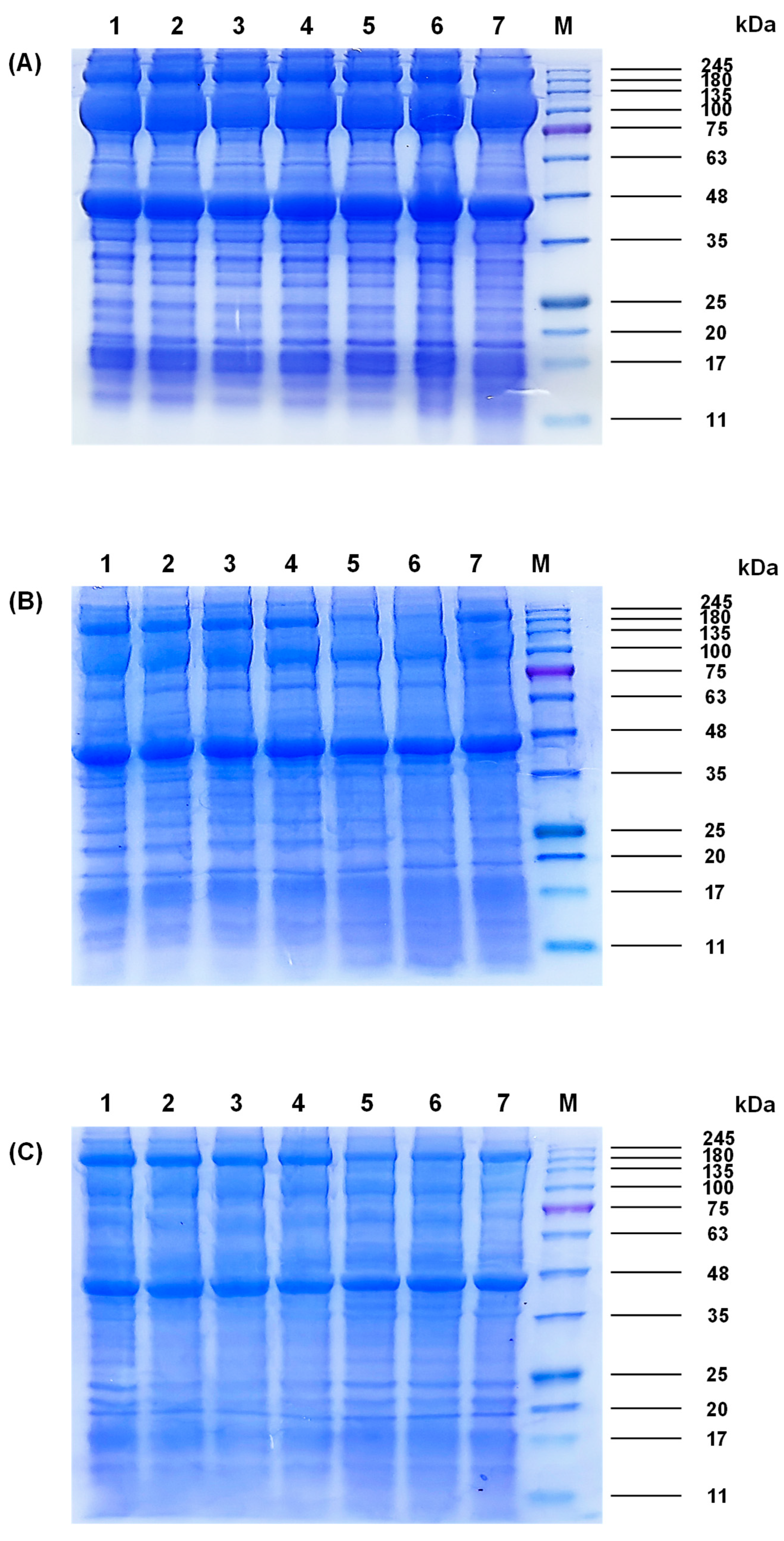 Effect of Boiling on Meretrix lyrata Protein Structure Variation and ...