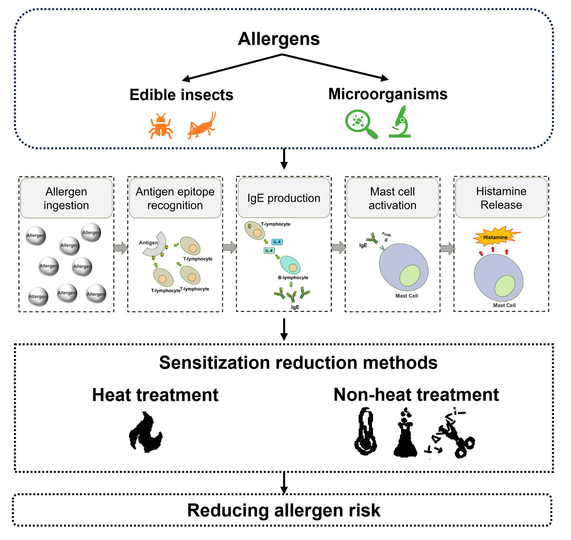 Sustainable Emerging Proteins: Allergenic Proteins in Edible Insects ...