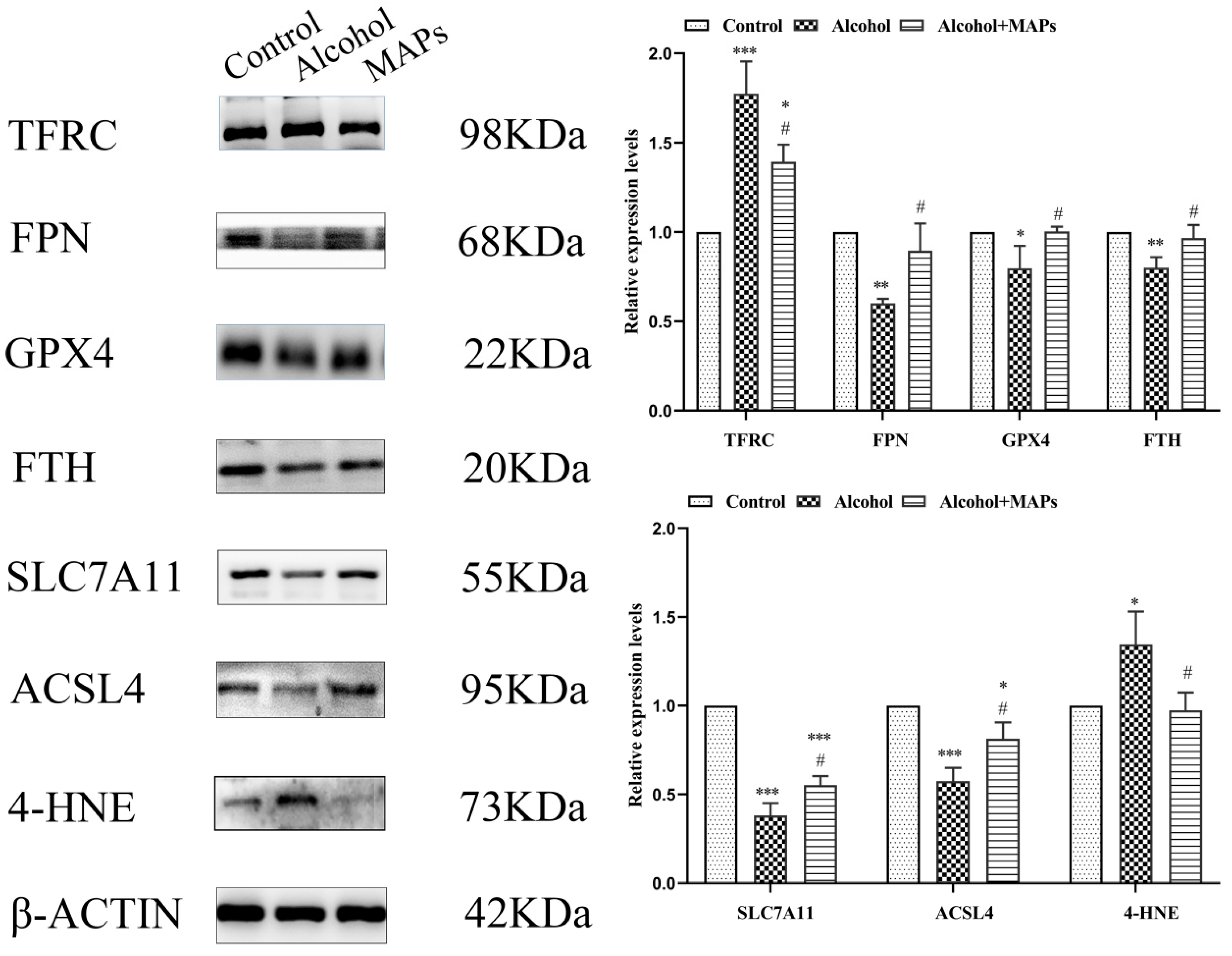 Polysaccharides Extraction from Opuntia milpa alta and Their Protective ...