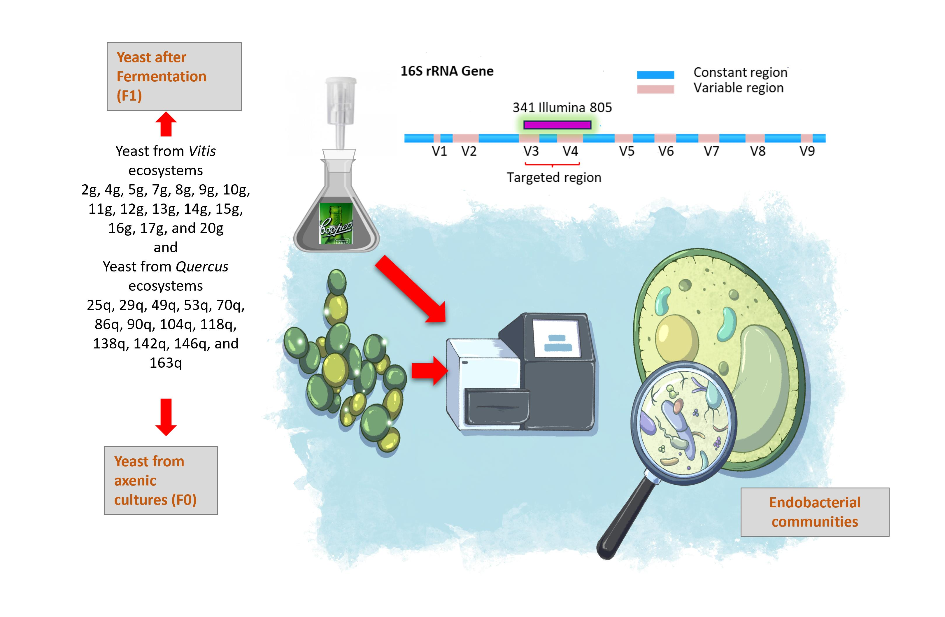 Wild Yeasts as Reservoirs of Bacterial Diversity: Biotechnological ...