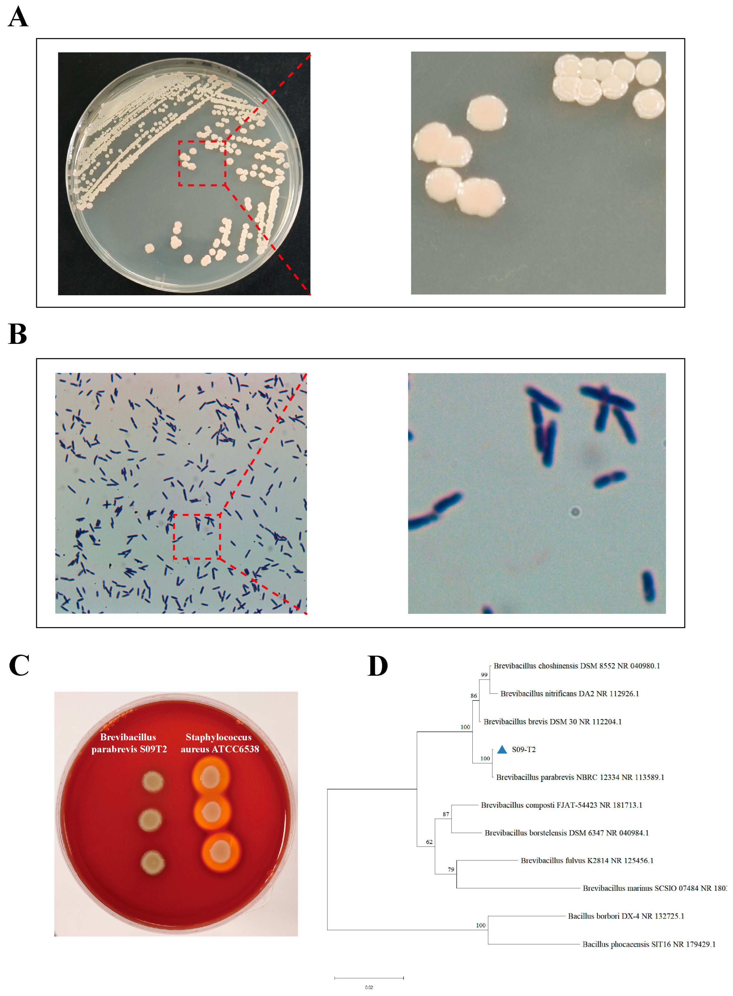 Isolation and Characterization of Brevibacillus parabrevis S09T2, a ...