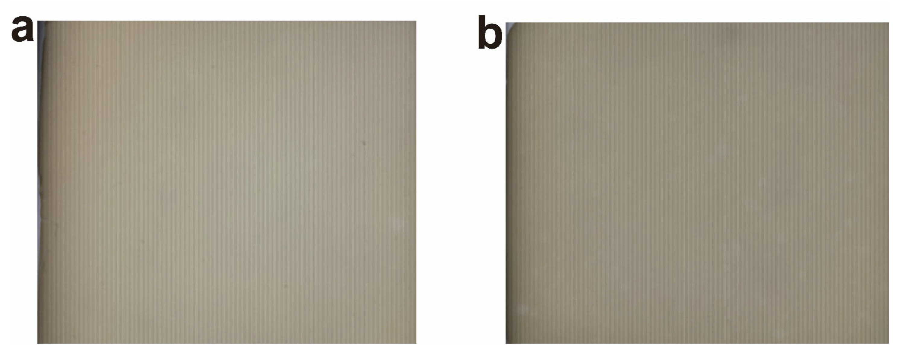 Edible Film Preparation Using Chitosan/Gelatin/Phlorotannin-Embedded ...