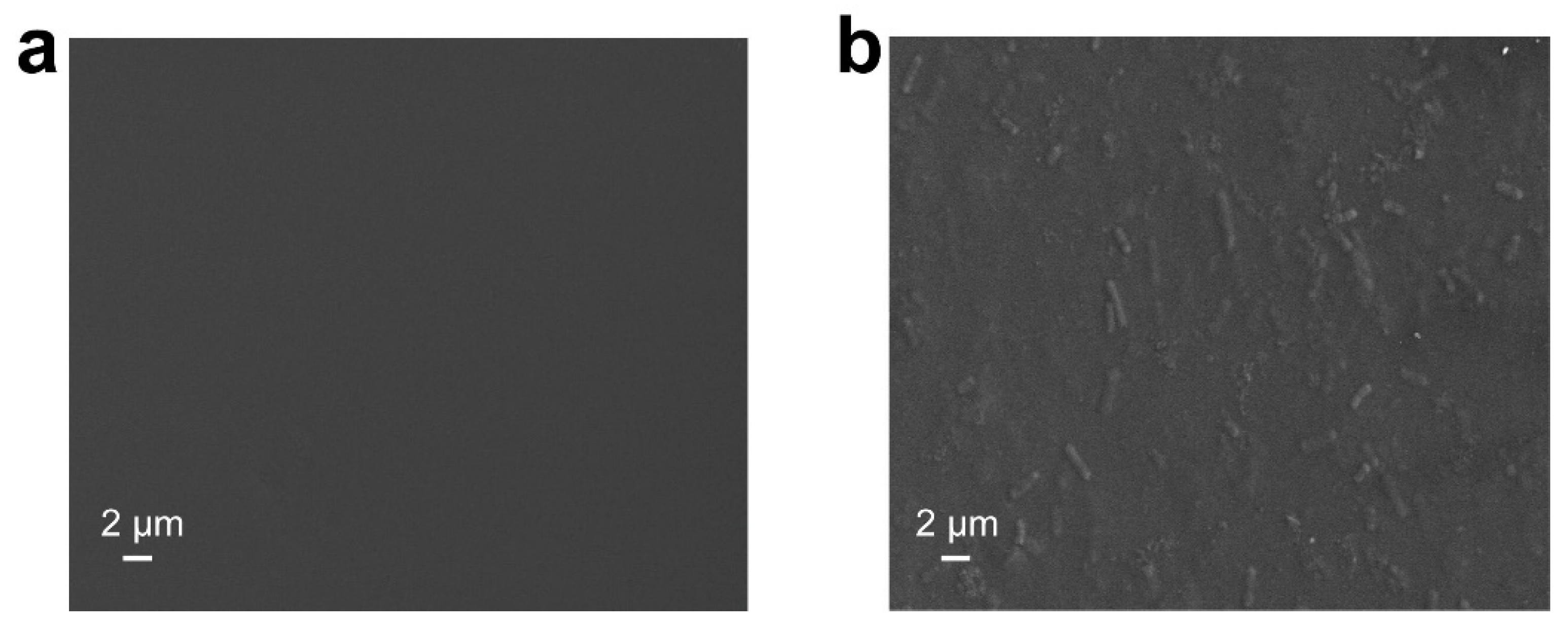 Edible Film Preparation Using Chitosan/Gelatin/Phlorotannin-Embedded ...