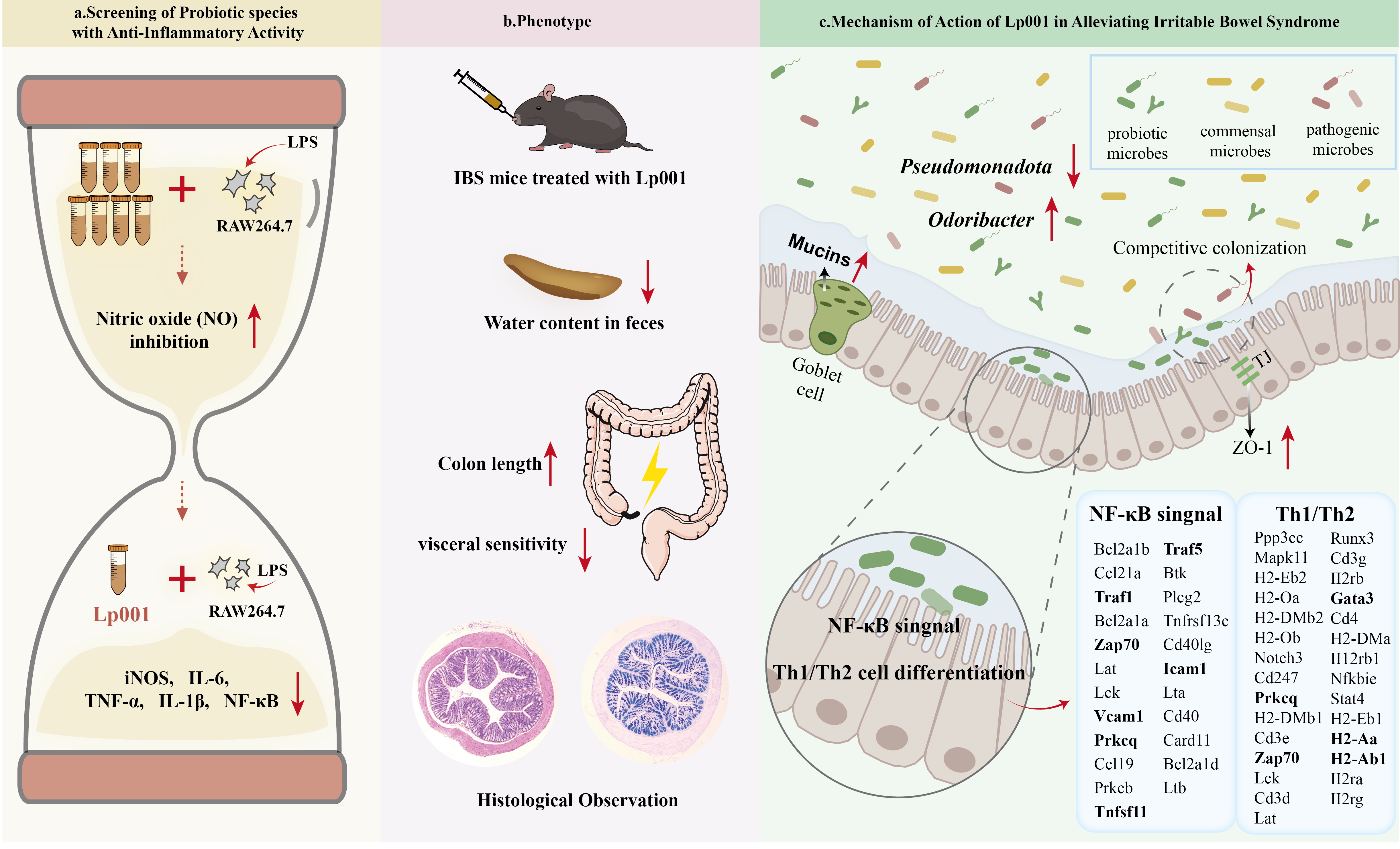 Lactiplantibacillus plantarum LPPerfectus001 Alleviating Irritable ...