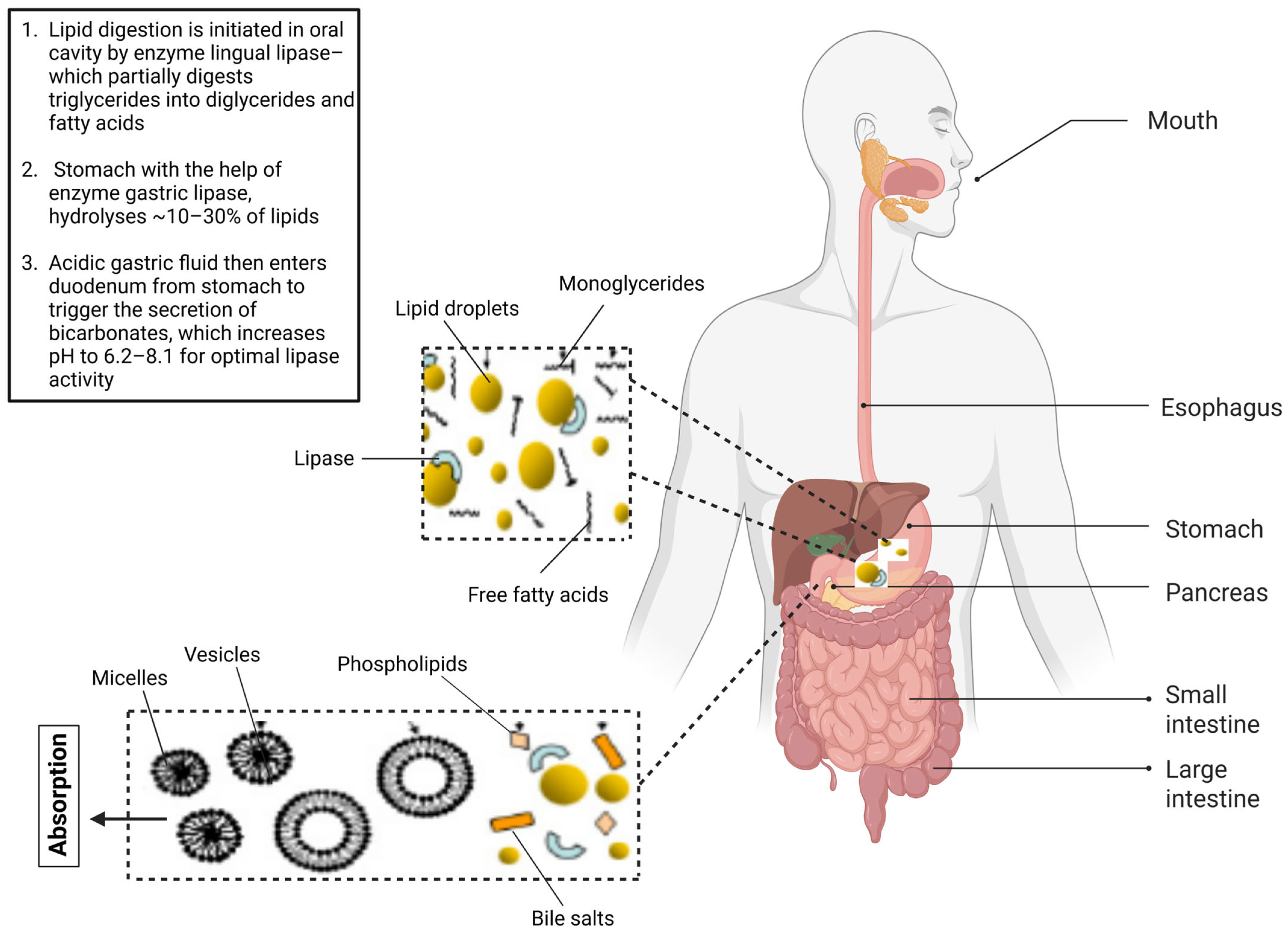 Exploring the Impact of Lipid Structure and Composition on the ...
