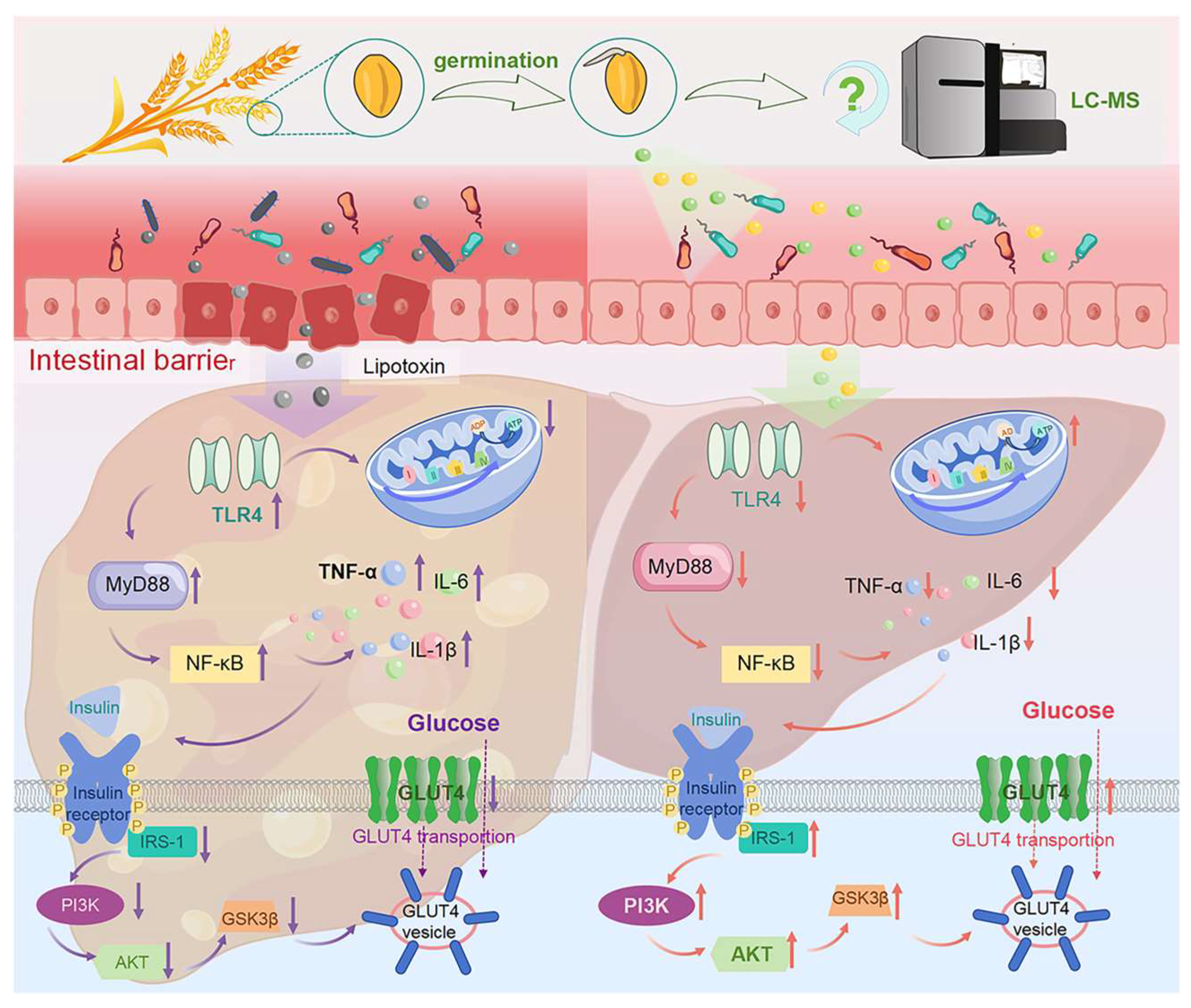 Sprouted Wheat Improves Liver Metabolism and Inflammation in T2DM Mice ...