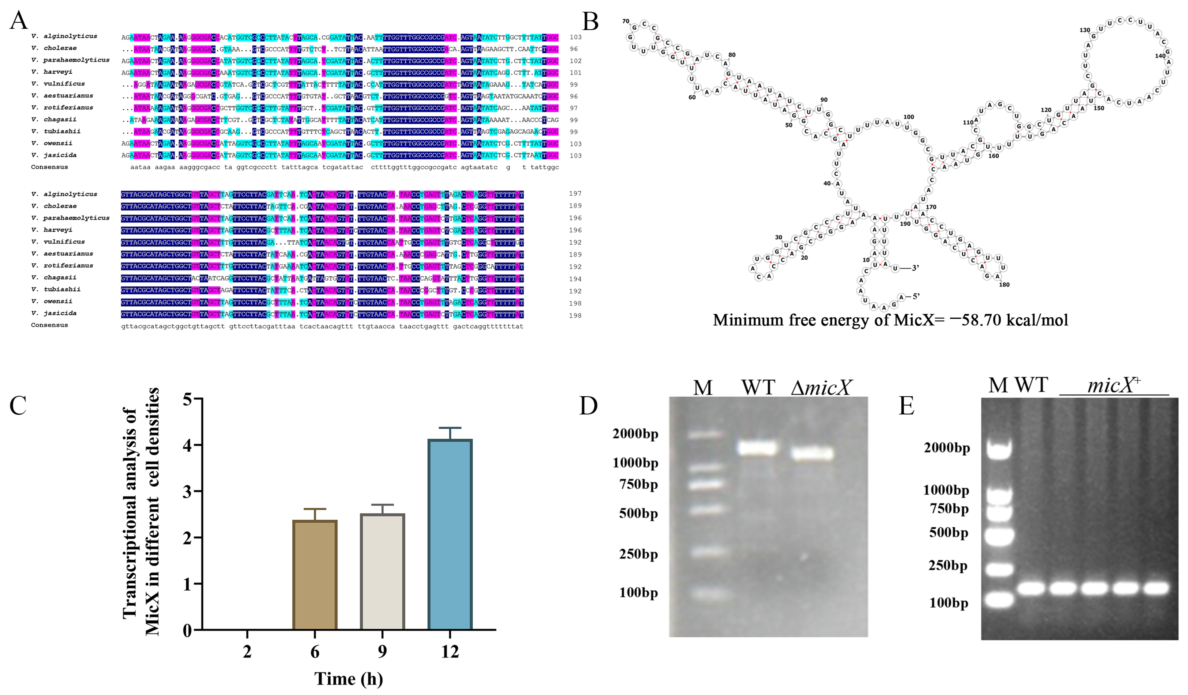 Global Proteomic Analysis Reveals the Roles of MicX in Biofilm ...