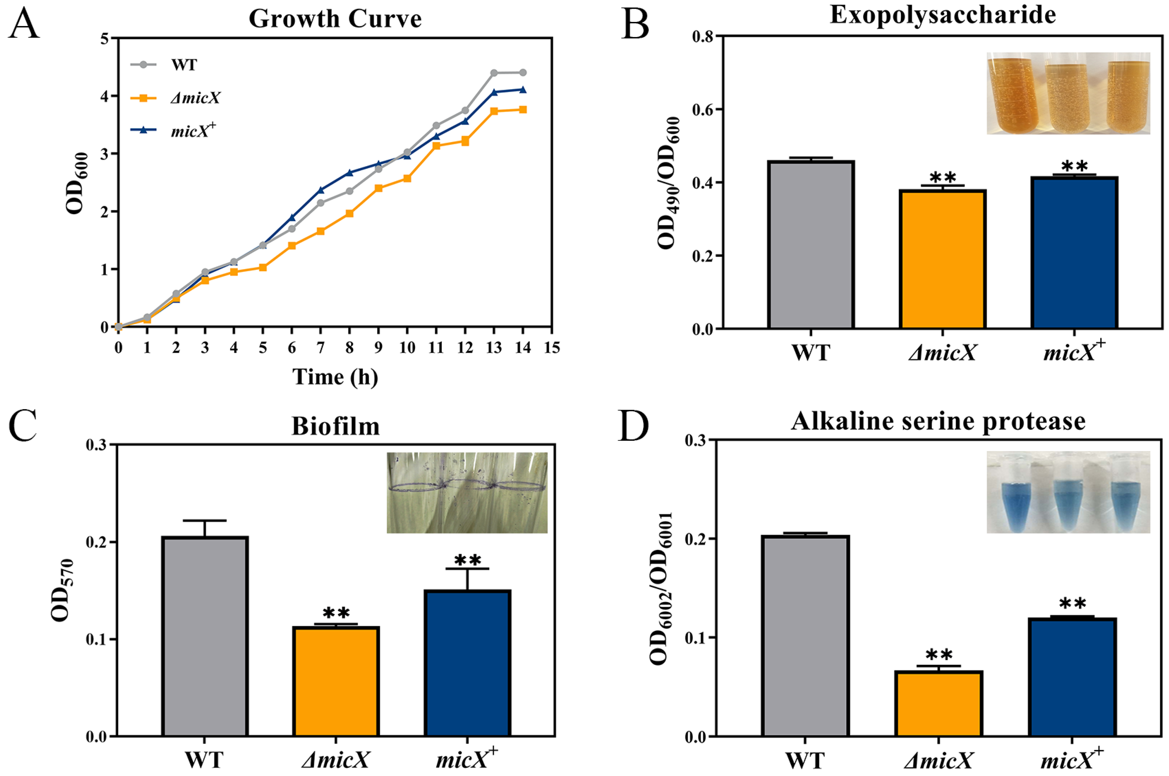 Global Proteomic Analysis Reveals the Roles of MicX in Biofilm ...