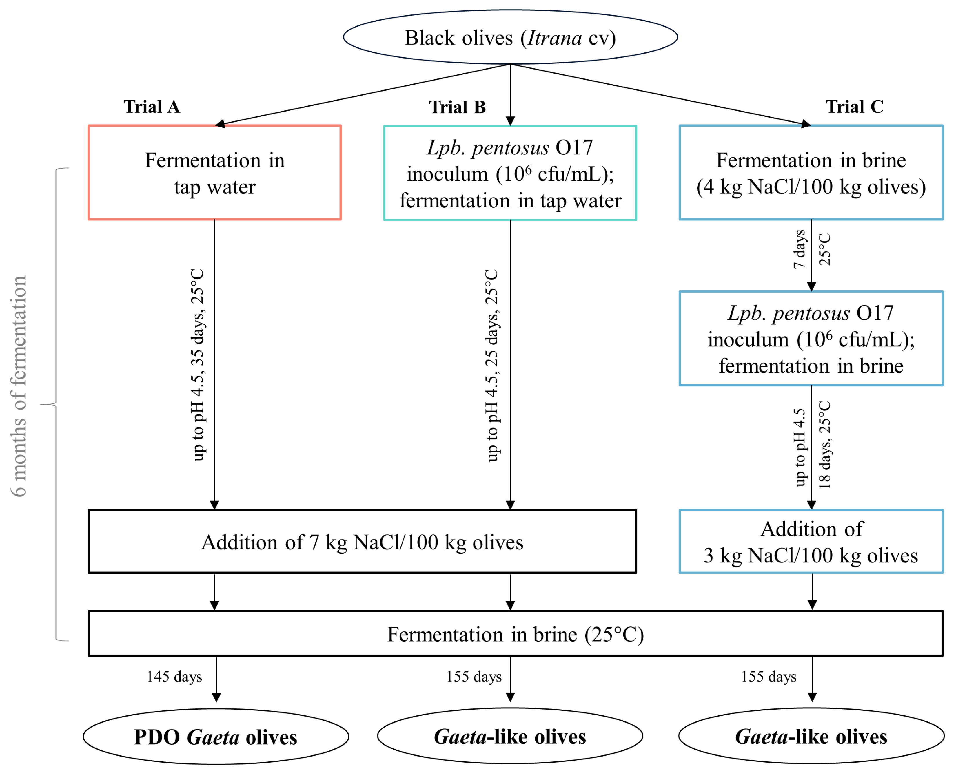 Use of Lactiplantibacillus pentosus O17 as a Starter Culture for the ...