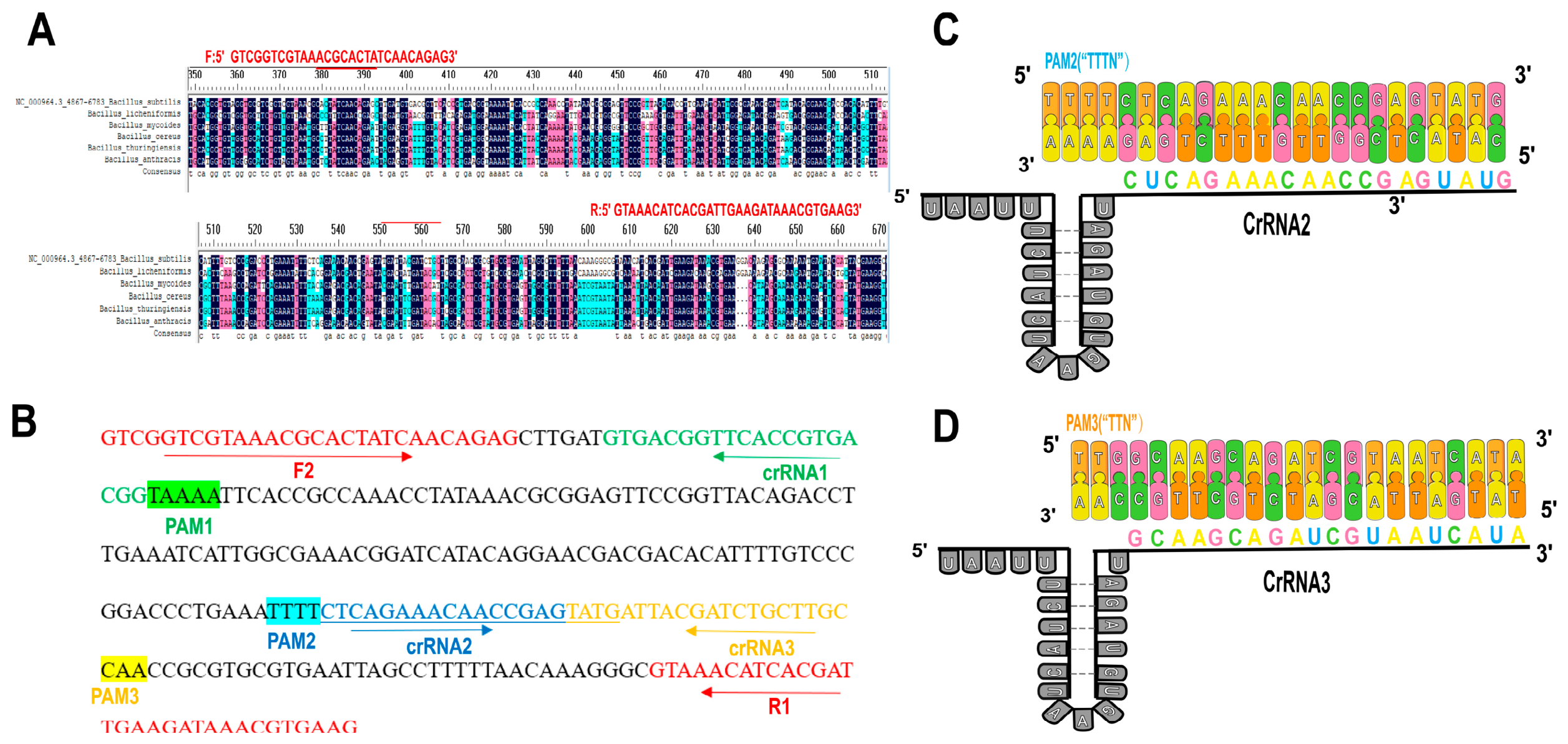 Rapid Detection of Bacillus subtilis via RPA Combined with CRISPR/Cas12a