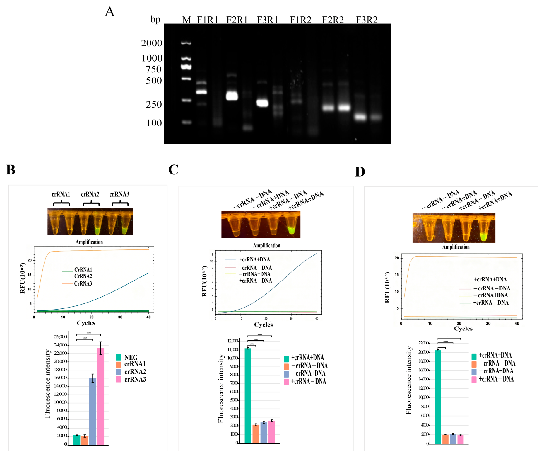 Rapid Detection of Bacillus subtilis via RPA Combined with CRISPR/Cas12a