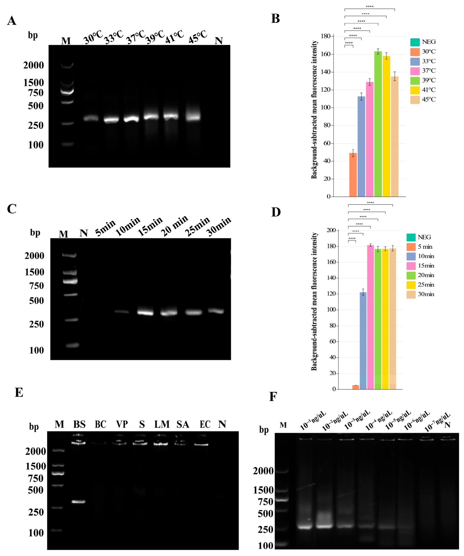 Rapid Detection of Bacillus subtilis via RPA Combined with CRISPR/Cas12a