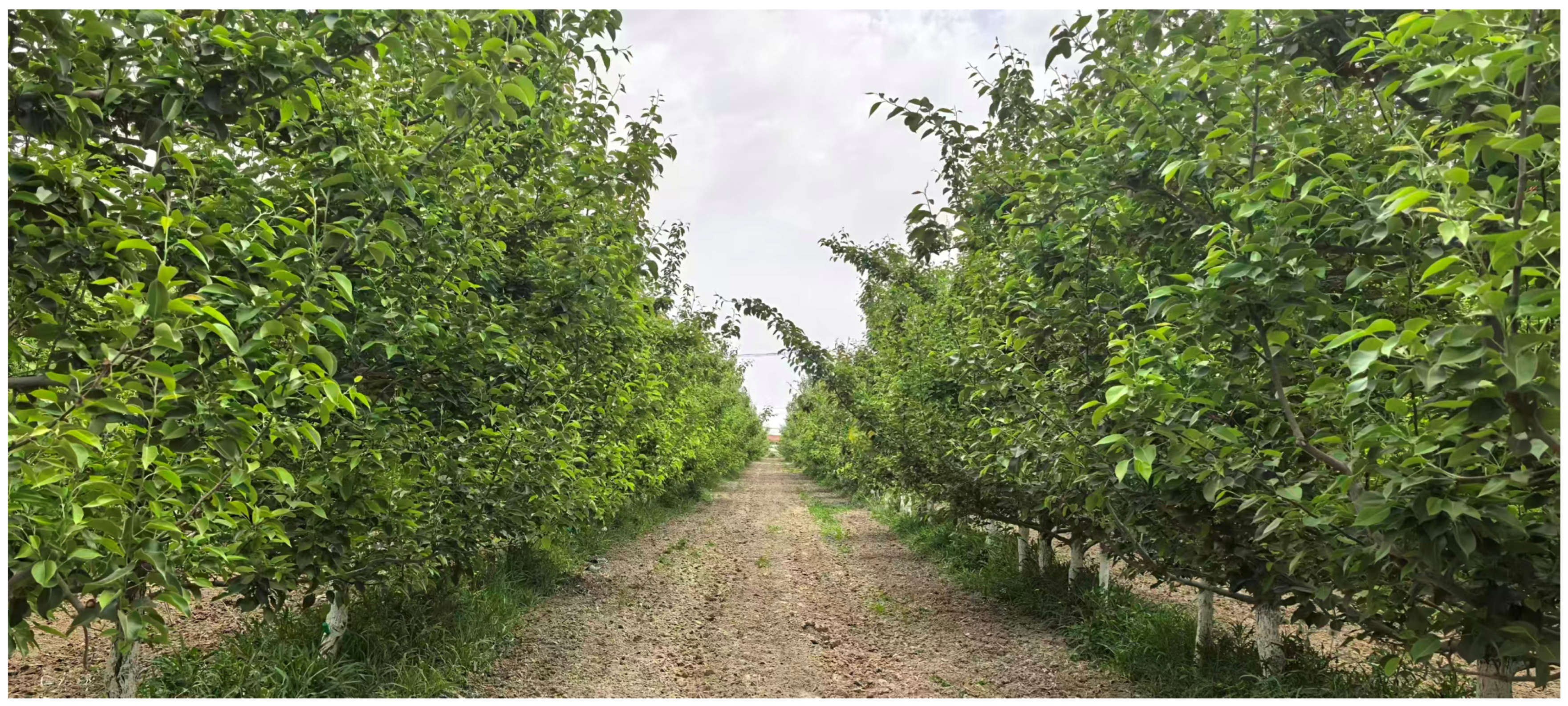 Use of Machine Learning Techniques for Fertilization Traceability ...