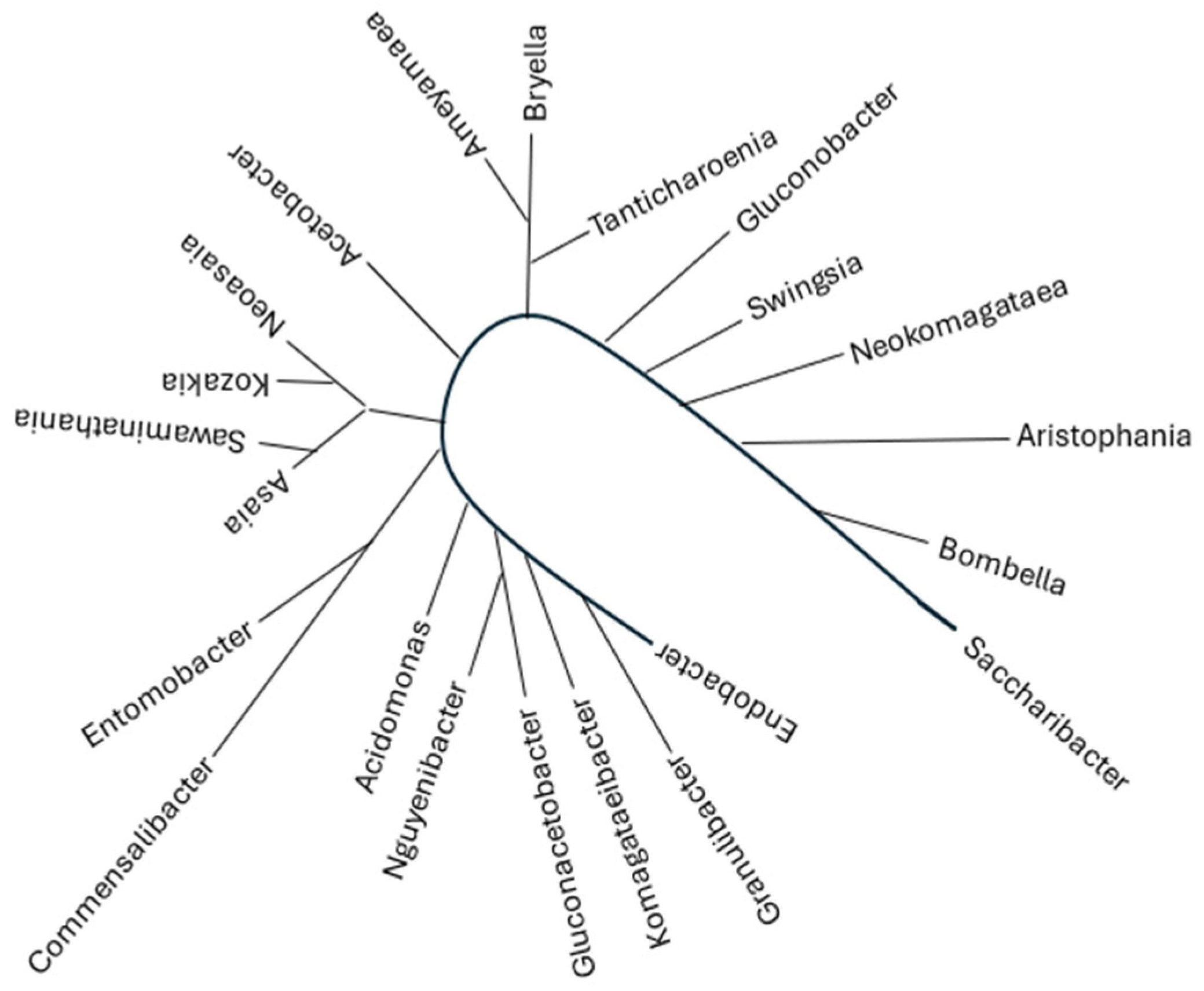 Acetic Acid Bacteria: Metabolic Potential, Technological Applications ...