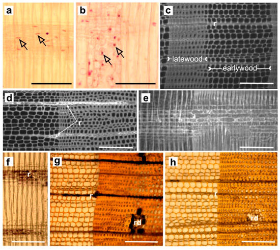 Forests | Free Full-Text | How Long Do Wood Parenchyma Cells Live in ...