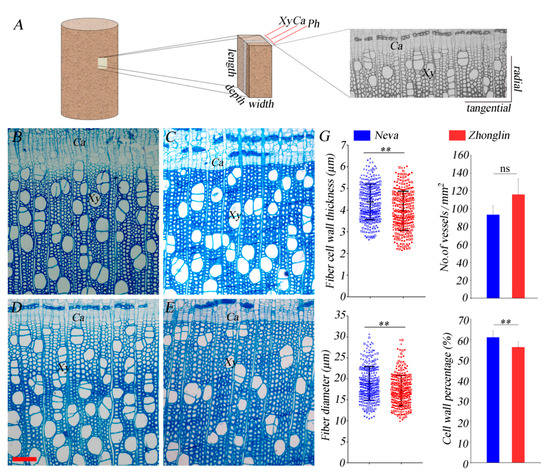 Analyses of Microstructure and Dynamic Deposition of Cell Wall ...