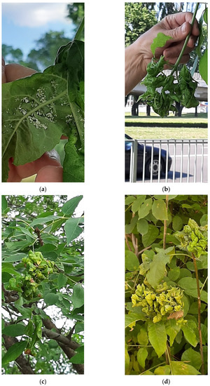 Forests | Free Full-Text | Alien Pests Can Spread Quickly: Wooly Ash Aphid Prociphilus ...
