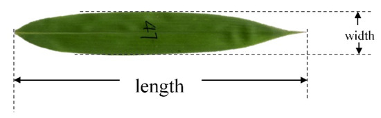 Feasibility in Estimating the Dry Leaf Mass and Specific Leaf Area of ...