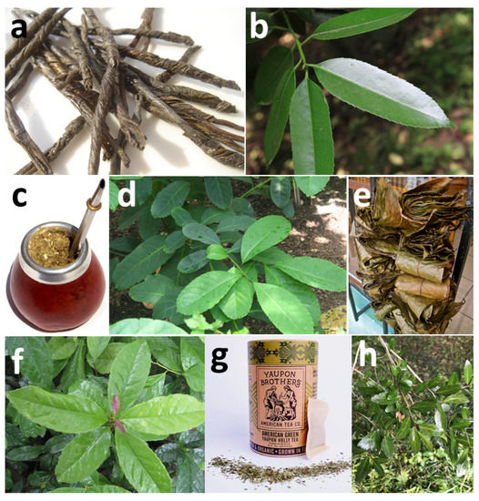 Utilization of the Hollies (Ilex L. spp.): A Review
