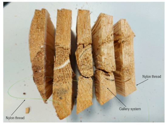 Rare European Beetle Treptoplatypus oxyurus (Coleoptera: Platypodidae ...