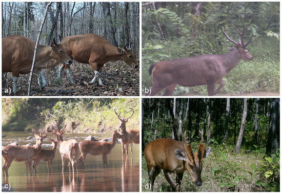 Dynamics of Forage and Management Implications for Large Herbivore ...