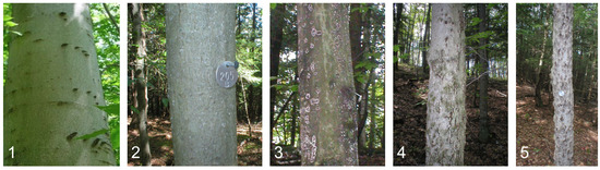 Examining the Effect of Beech Bark Disease on Radial Growth in American ...