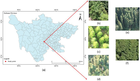 Forests | Free Full-Text | AMDNet: A Modern UAV RGB Remote-Sensing Tree ...
