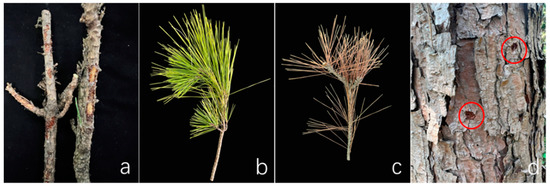 Preliminary Study on Early Diagnosis and Rehabilitation Treatment of ...