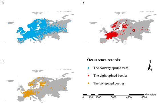 Future Range Shifts Suggest That the Six-Spined Spruce Bark Beetle ...