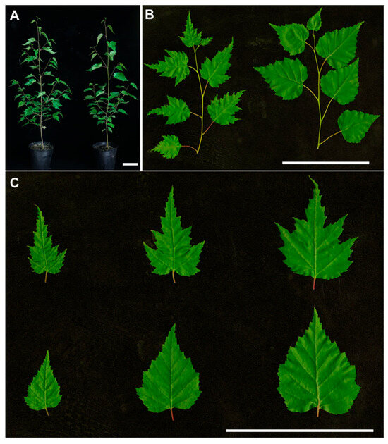 Heritable Epigenetic Modification of BpIAA9 Causes the Reversion ...