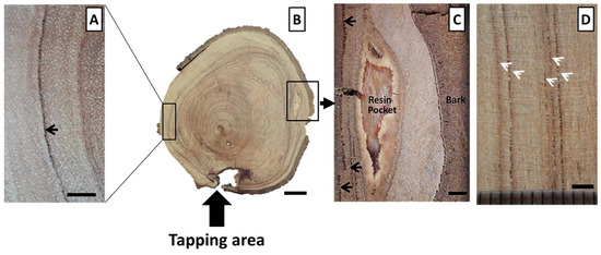 Qualitative Anatomical Characteristics and Fiber Quality of Tapped ...