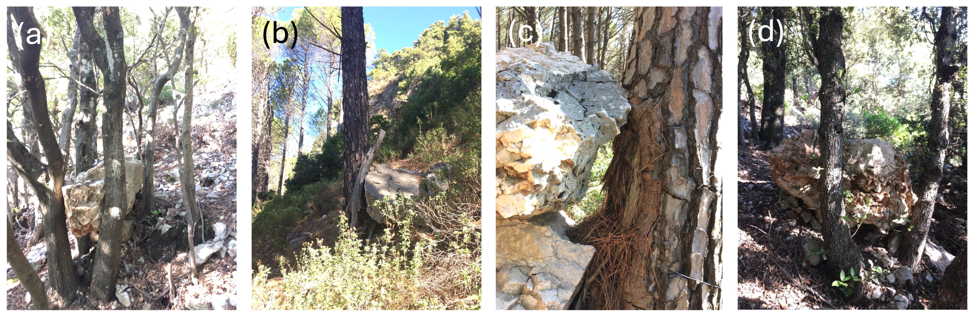 Effectiveness of Direct Protection Forests in Rockfall Mitigation: A ...