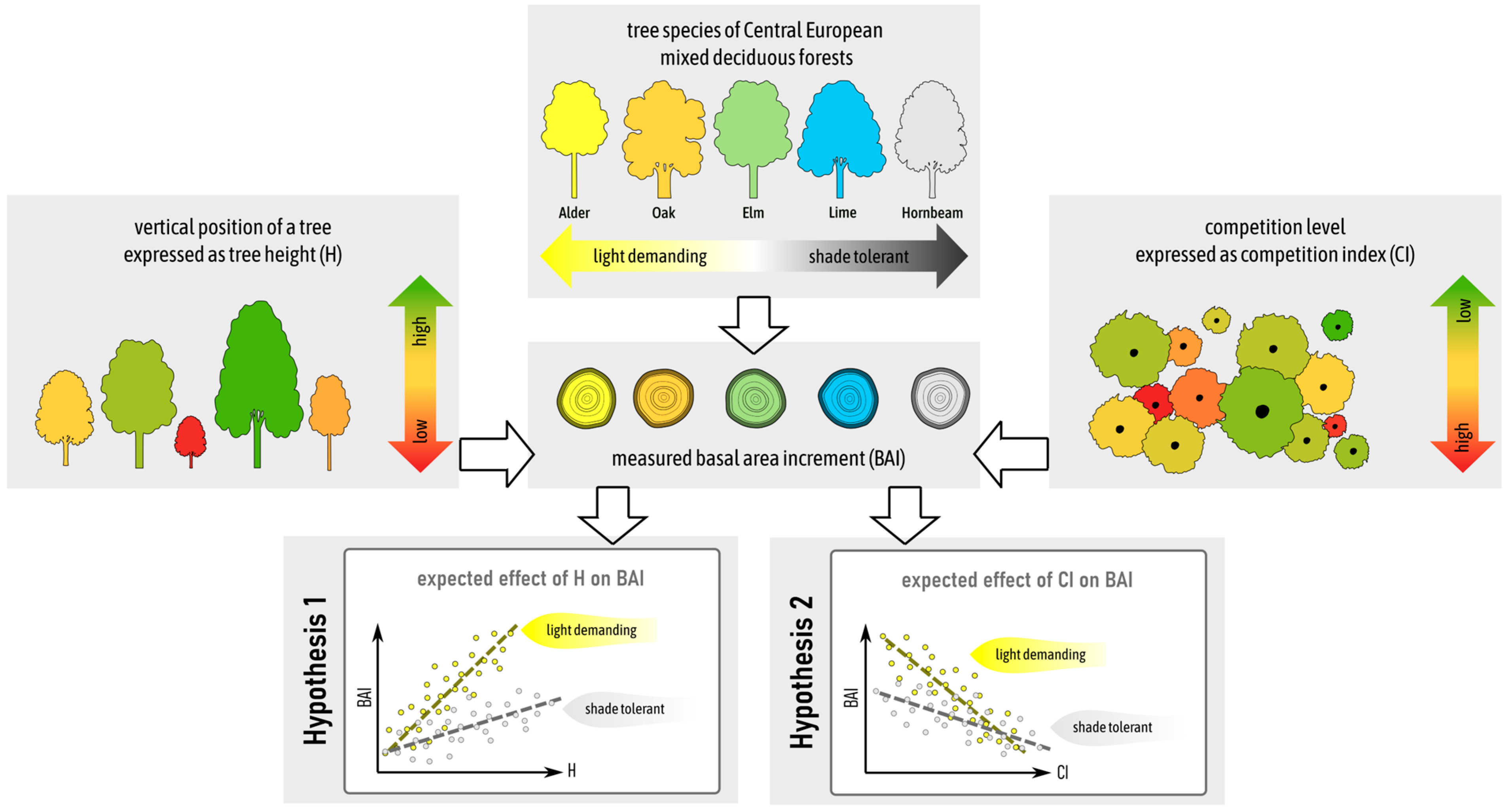 Comparison of the Stem Basal Area Increment of Five Coexisting Tree ...