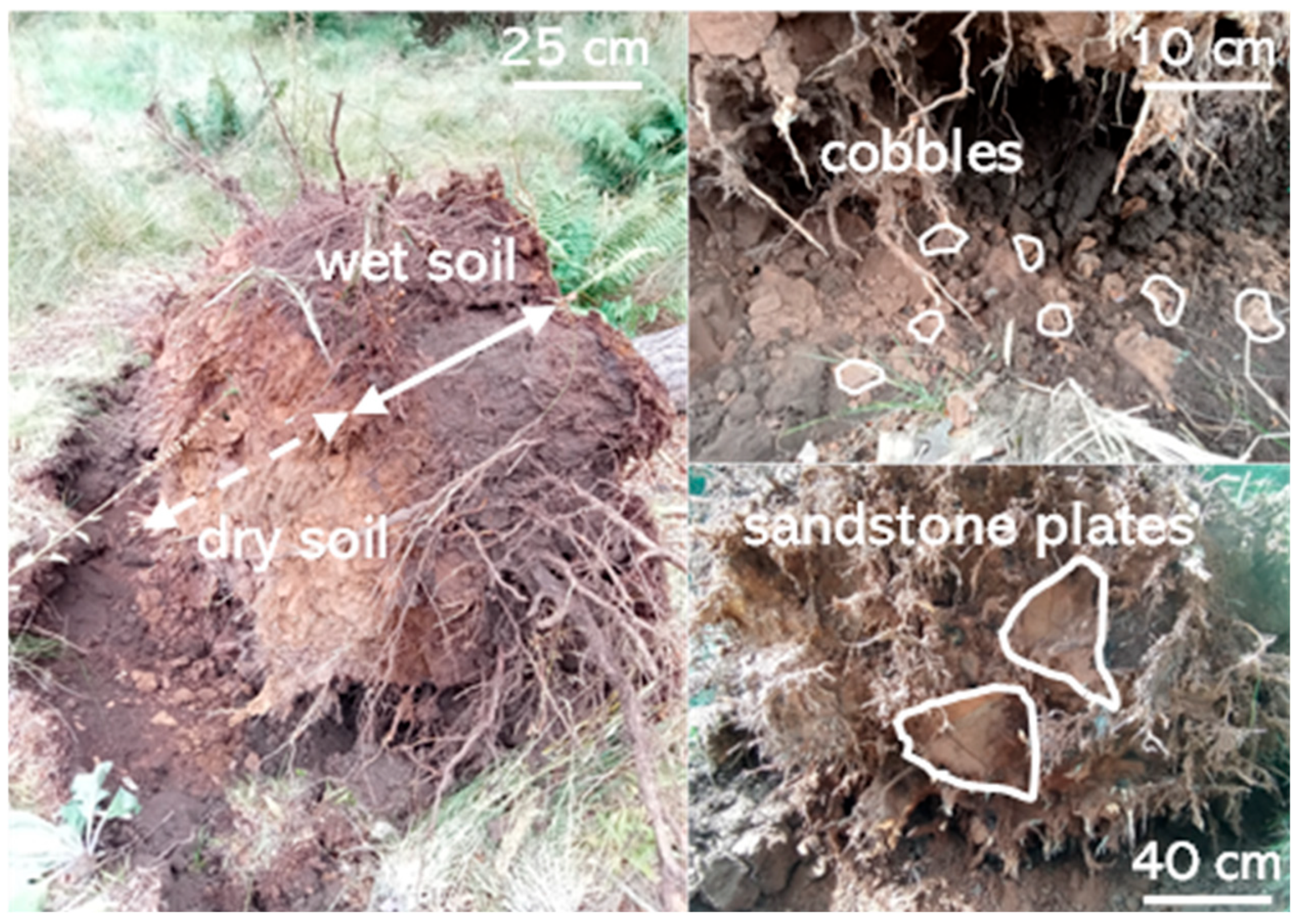 On the Uprooting Stability of Trees: Combined Loading Effect on Tree ...