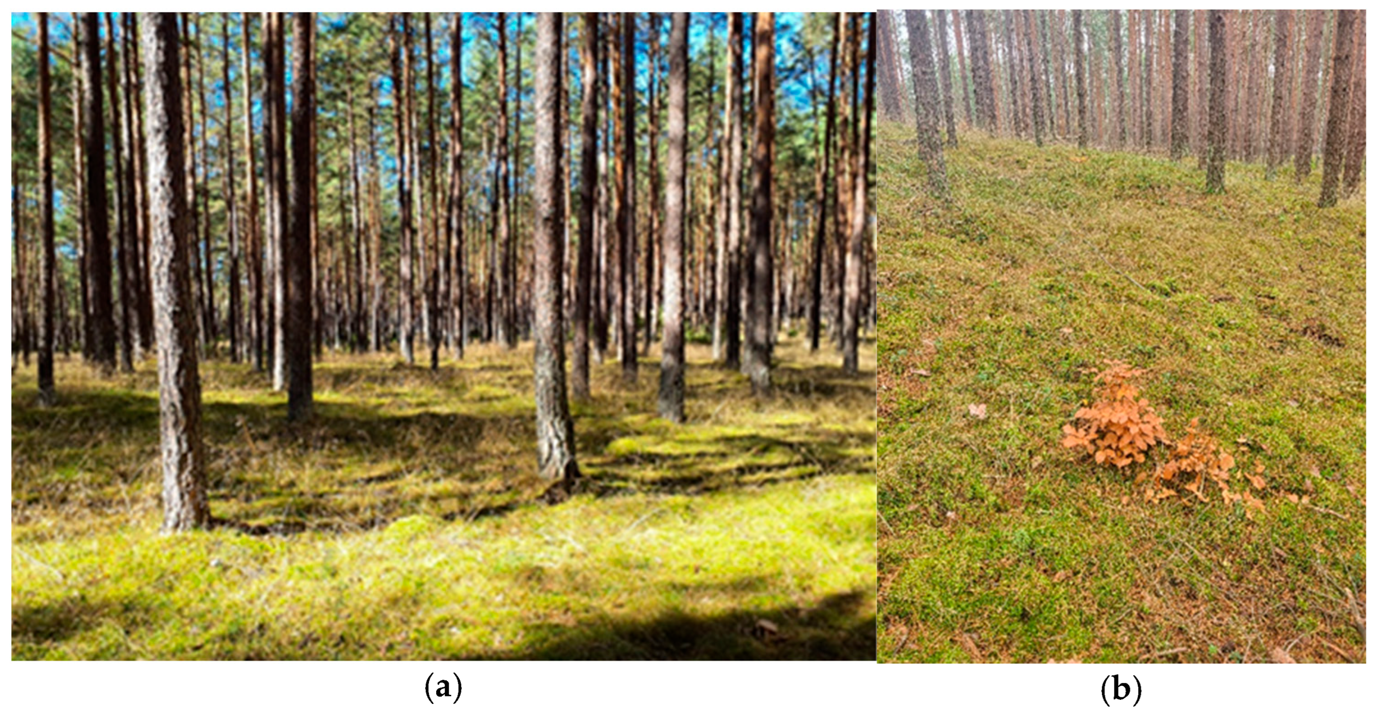Phytosociological Factors Determining Forest Management in Forests with ...