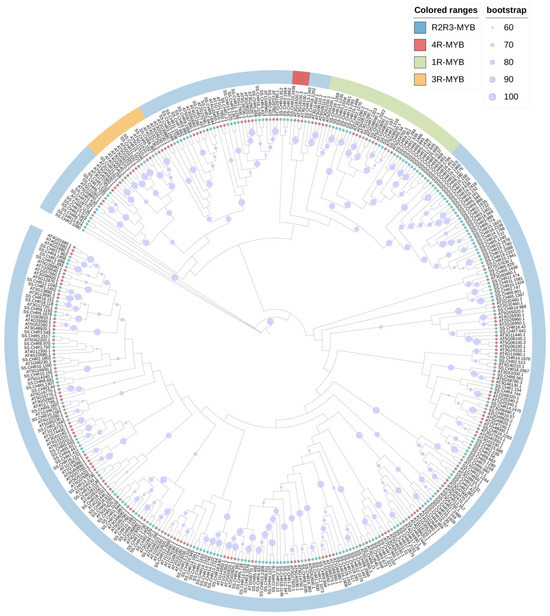 Genome-Wide Identification of the MYB Transcription Factor Family in ...