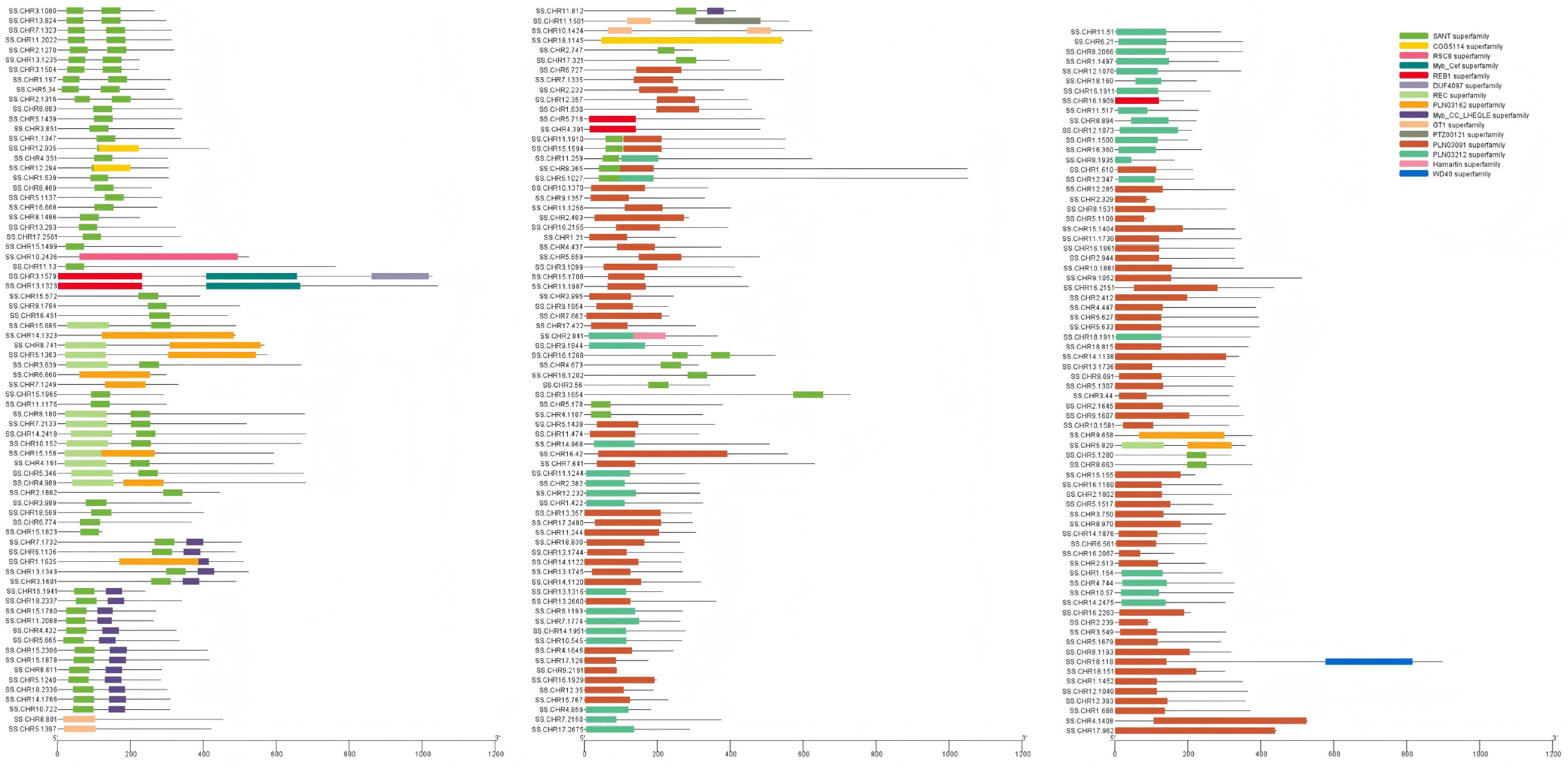 Genome-Wide Identification of the MYB Transcription Factor Family in ...