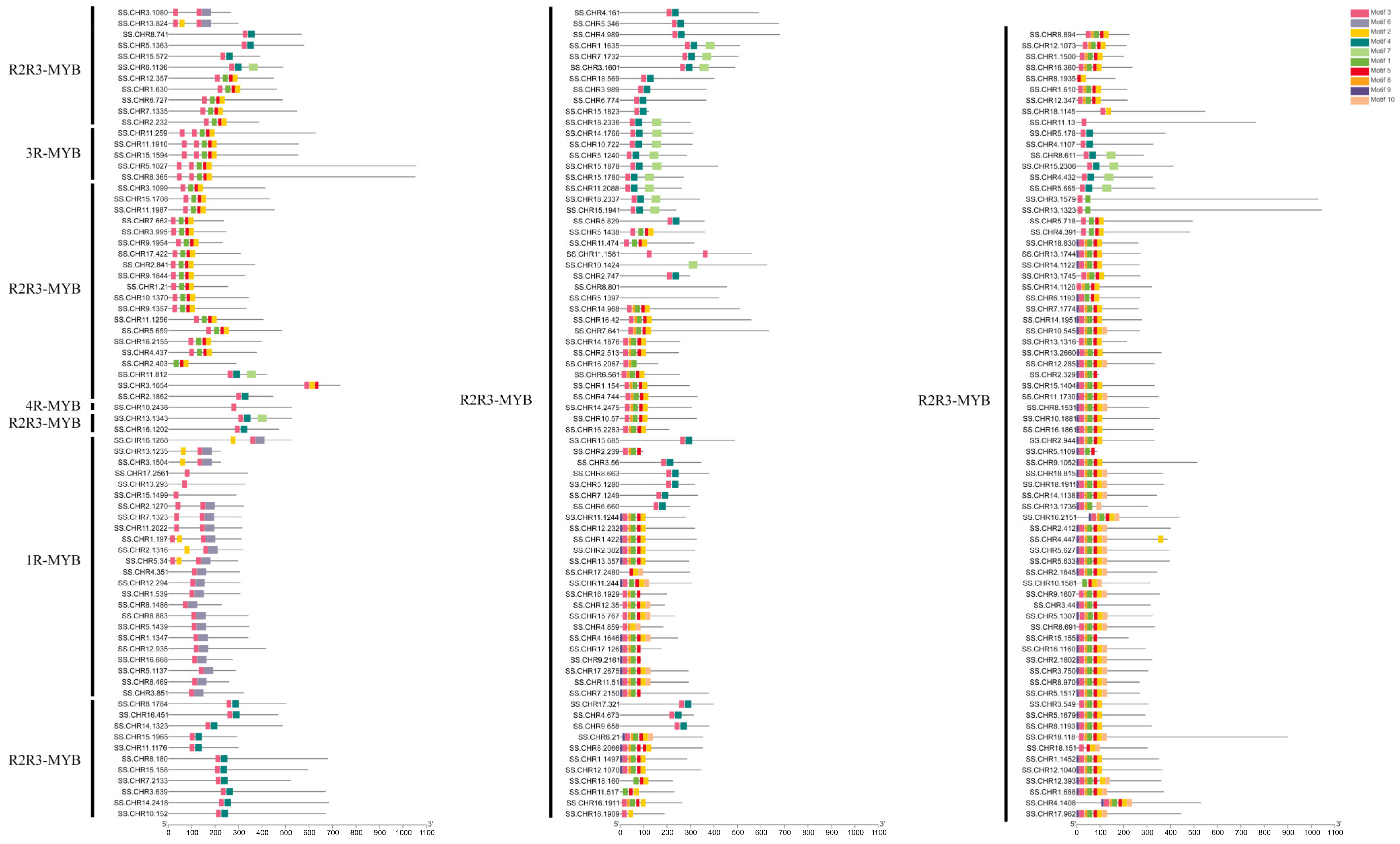 Genome-Wide Identification of the MYB Transcription Factor Family in ...