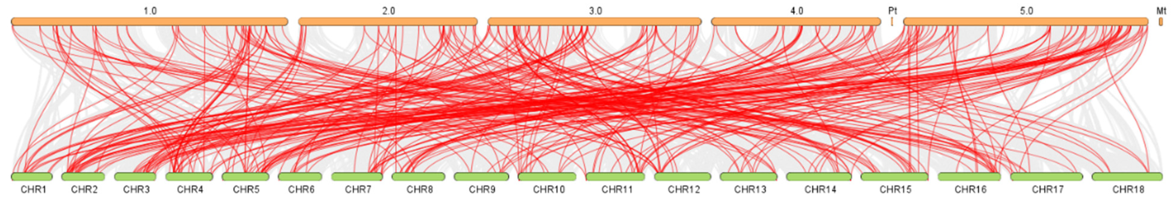 Genome-Wide Identification of the MYB Transcription Factor Family in ...