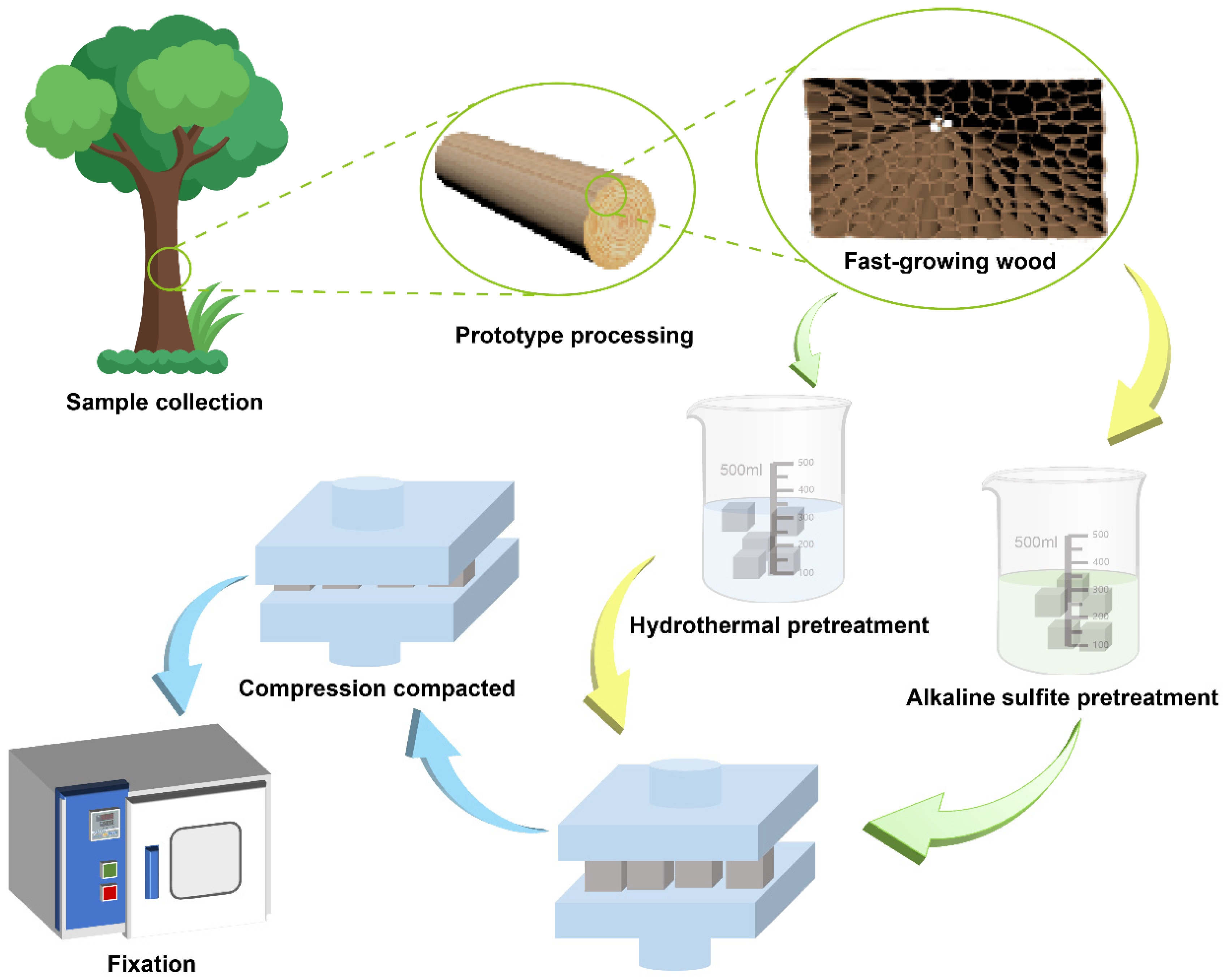 Transforming Fast-Growing Wood into High-Strength Materials via Thermo ...