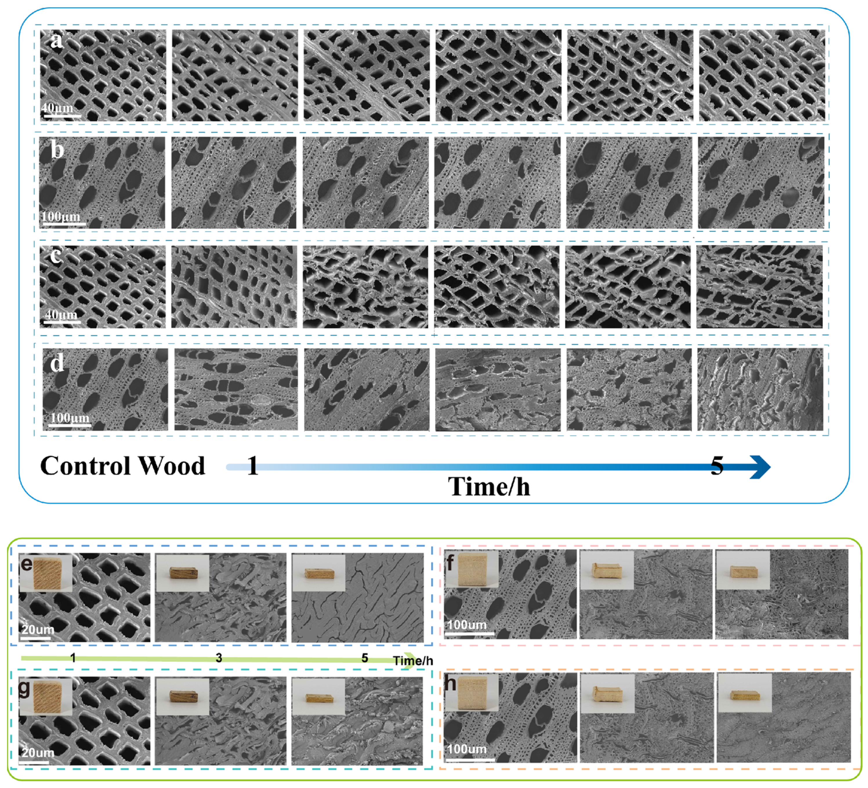 Transforming Fast-Growing Wood into High-Strength Materials via Thermo ...