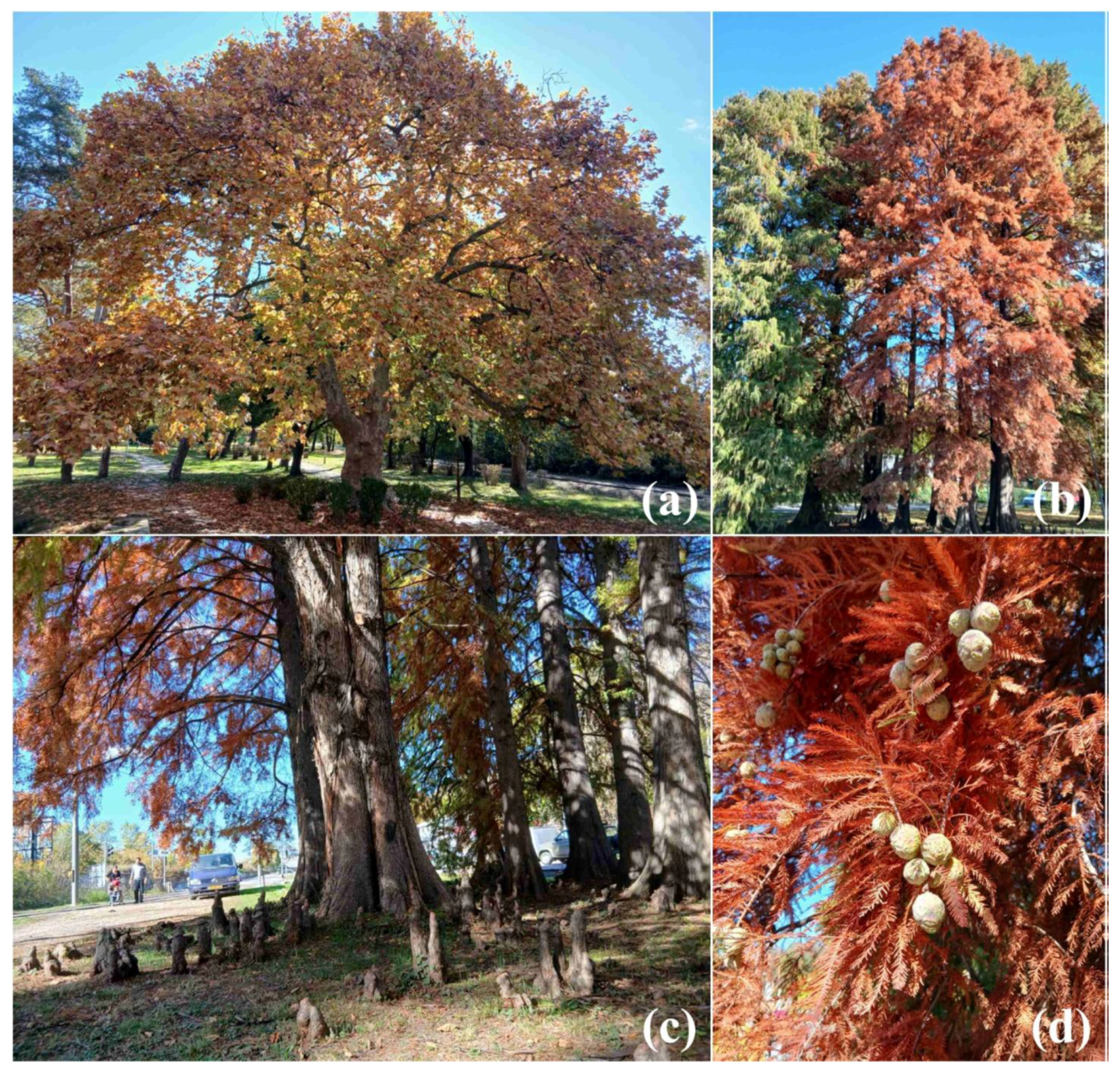 Diversity, Growth Parameters, and Ecosystem Services of Urban Trees ...